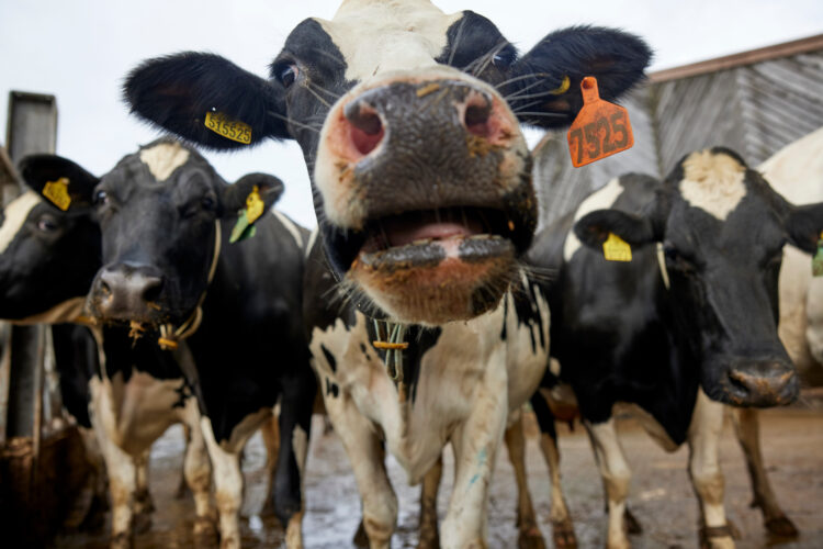 KW Feeds | UK Leader in Animal & Livestock Feed